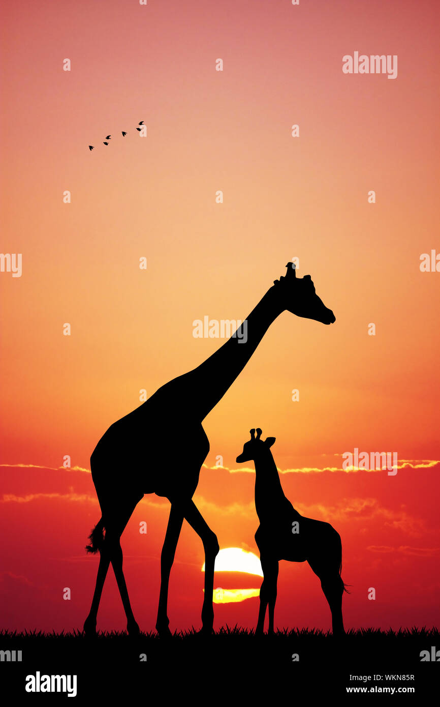 African safari sunset hi-res stock photography and images - Alamy
