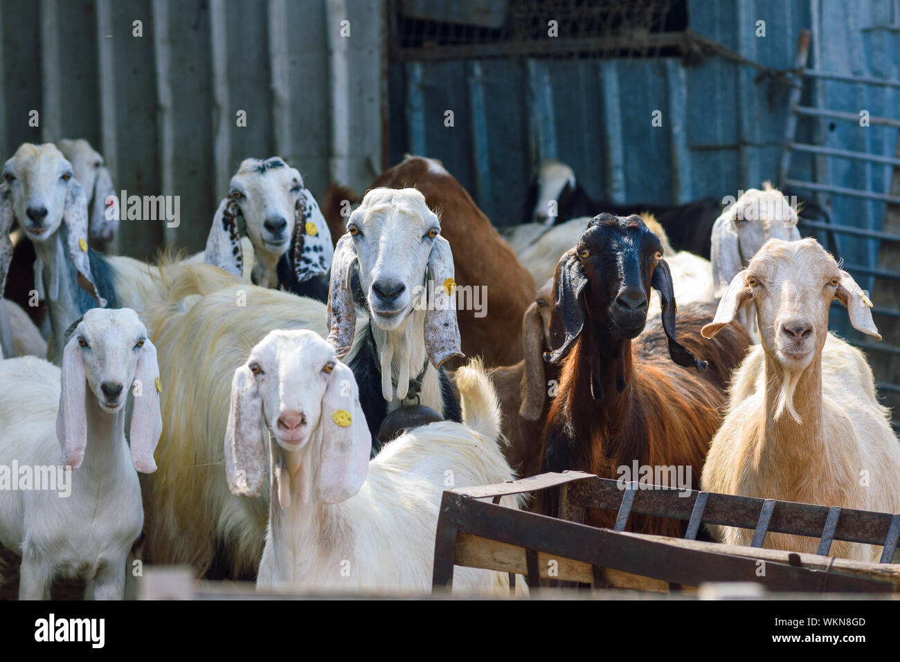 Many goats in animal pen. Curious goat herd to look at the camera Stock ...
