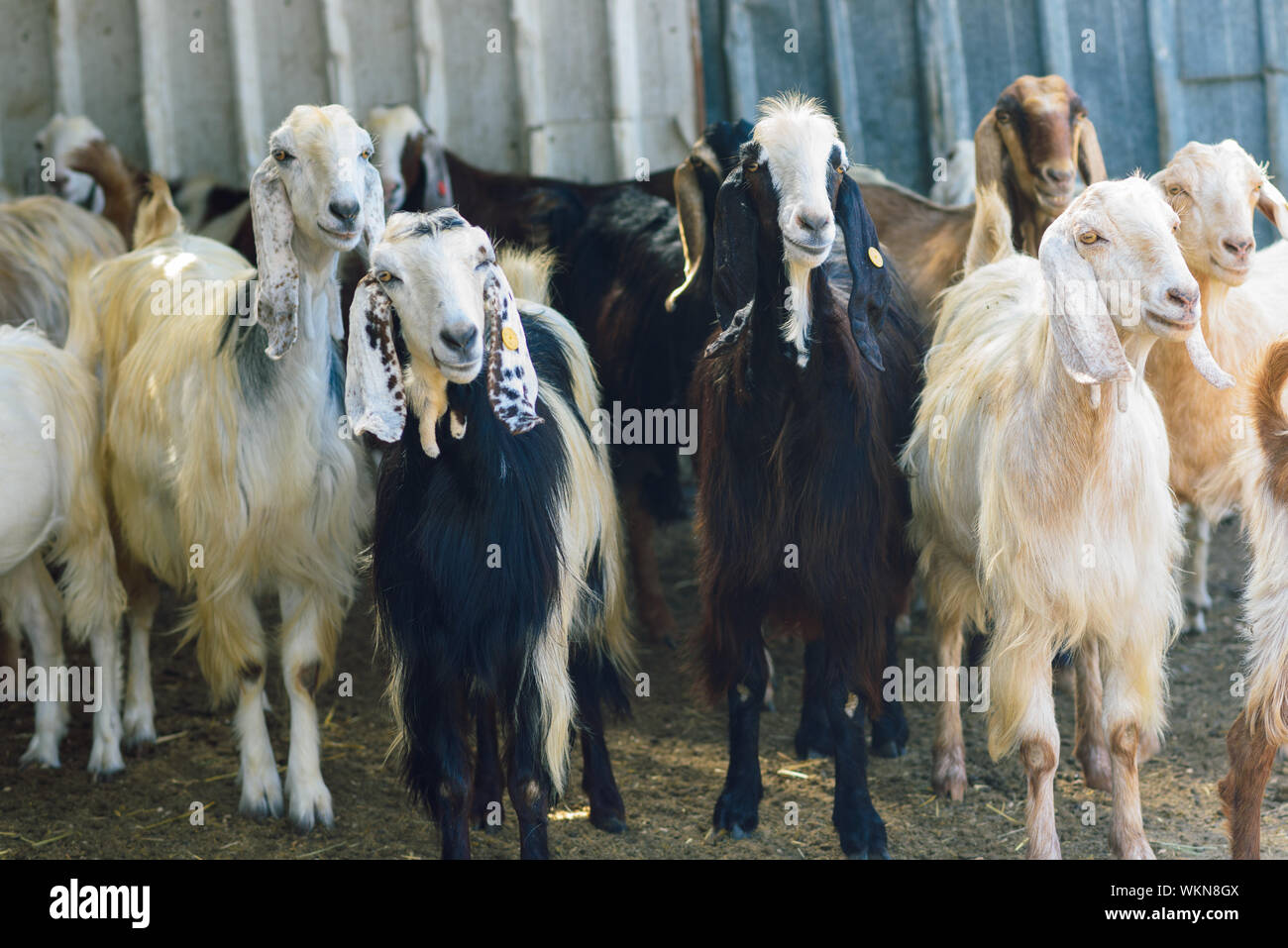 Many goats in animal pen. Curious goat herd to look at the camera Stock ...