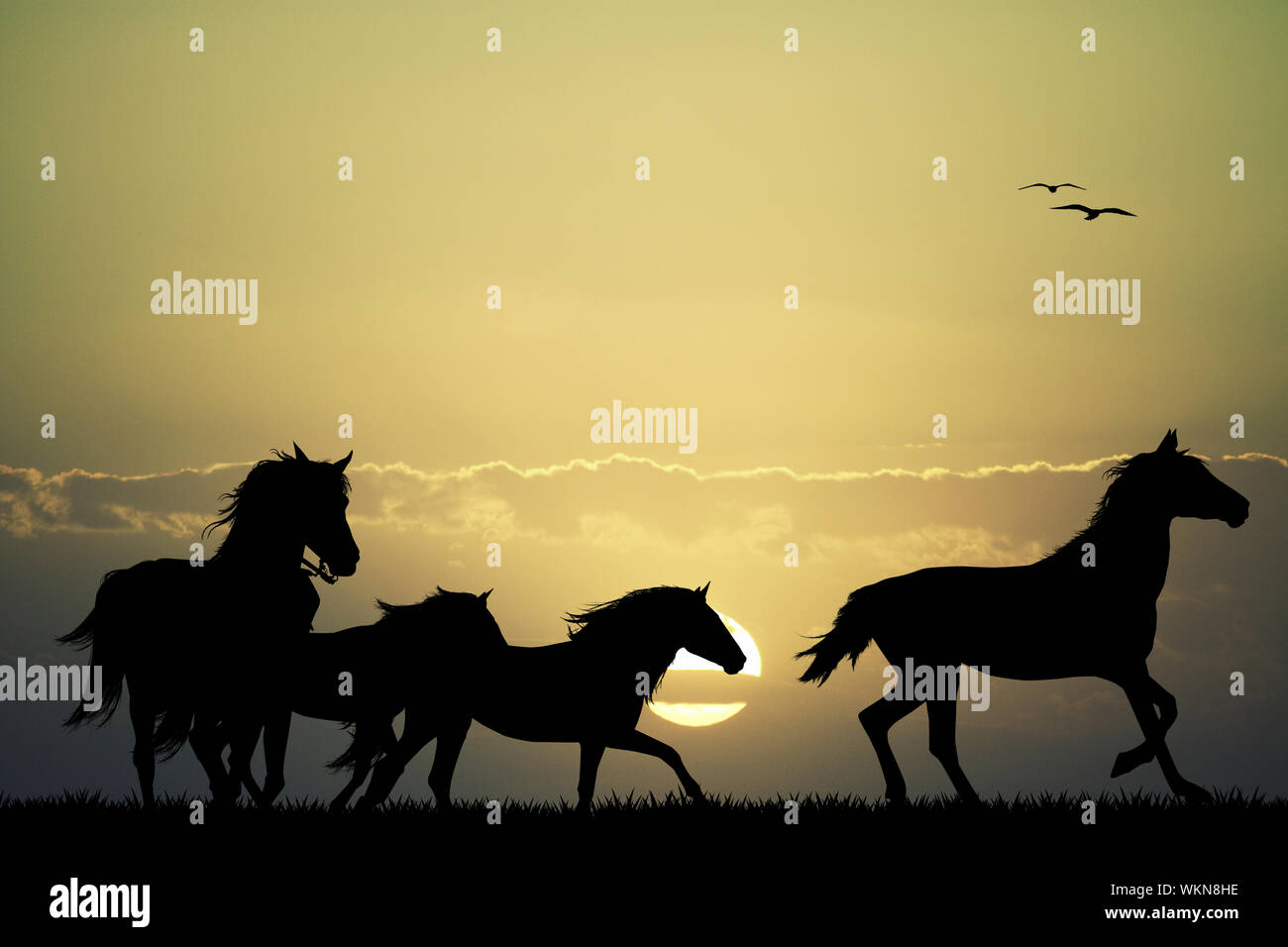 Galloping foals hi-res stock photography and images - Alamy