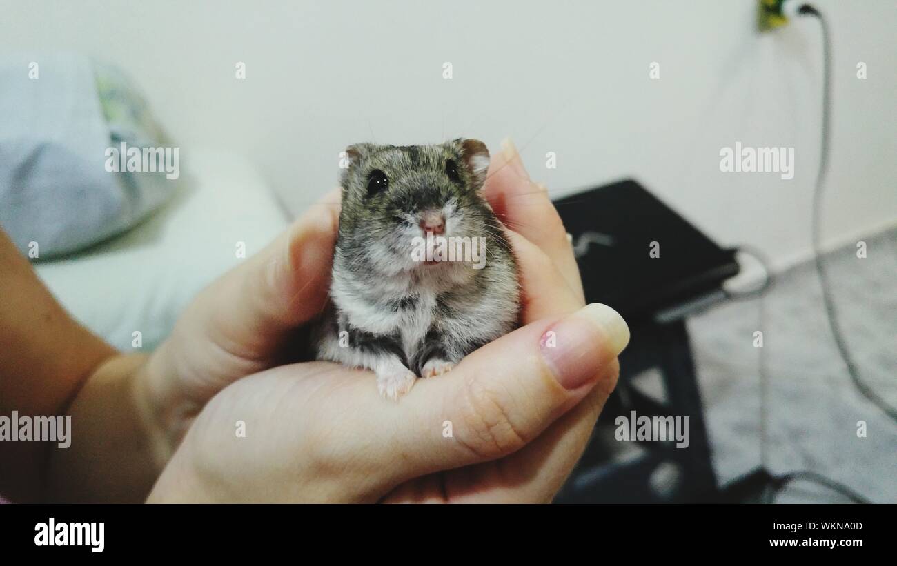 Hand holding hamster hi-res stock photography and images - Alamy