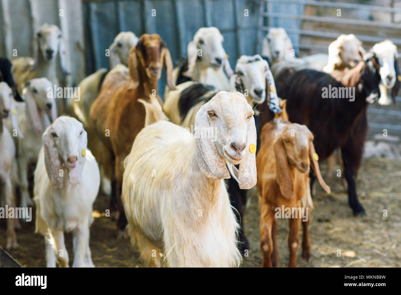 Many goats in animal pen. Curious goat herd to look at the camera Stock ...