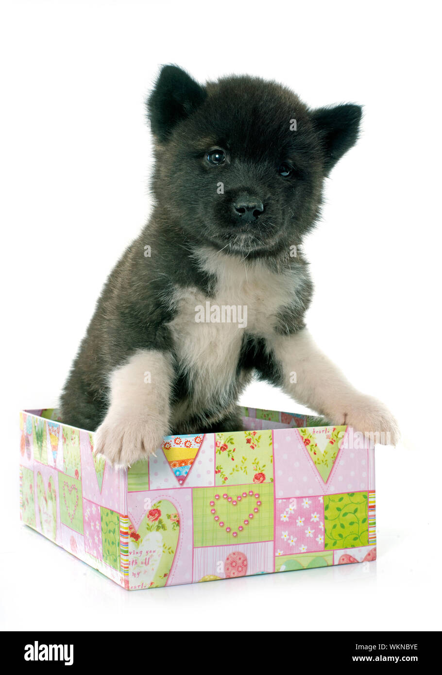Puppy In Box High Resolution Stock Photography and Images - Alamy