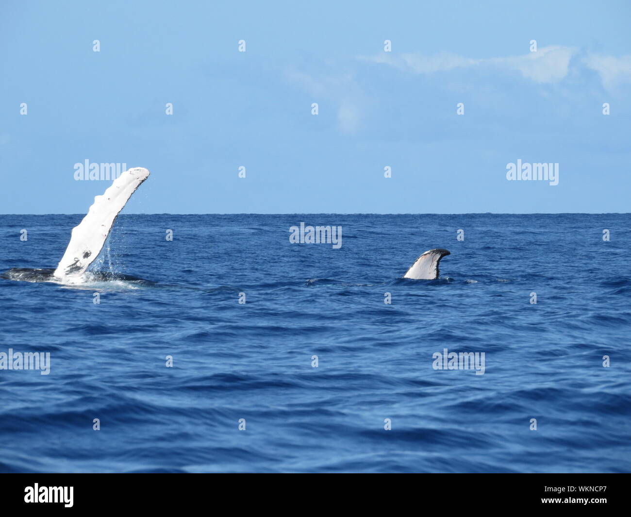 Whale transportation hi-res stock photography and images - Alamy