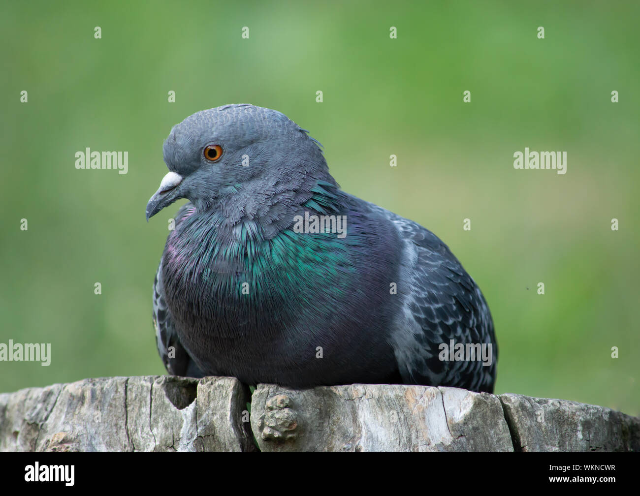 Portrait of pigeon hi-res stock photography and images - Alamy