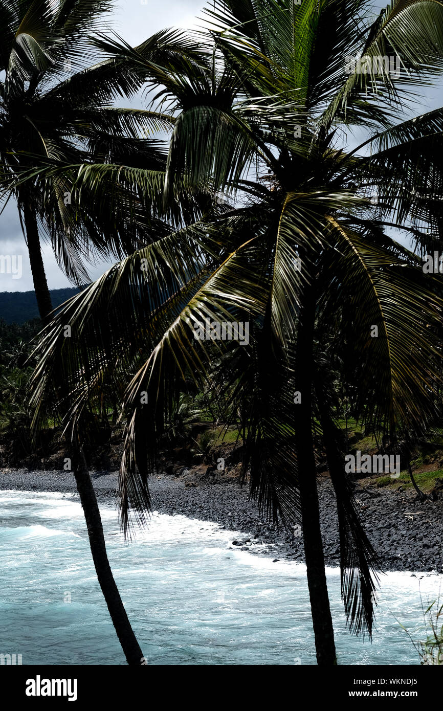 Palm shore hi-res stock photography and images - Alamy