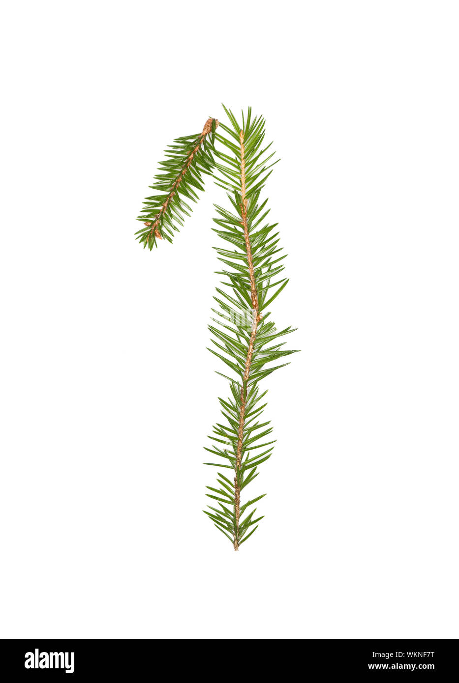 Spruce twigs forming the number '1' isolated on white Stock Photo - Alamy