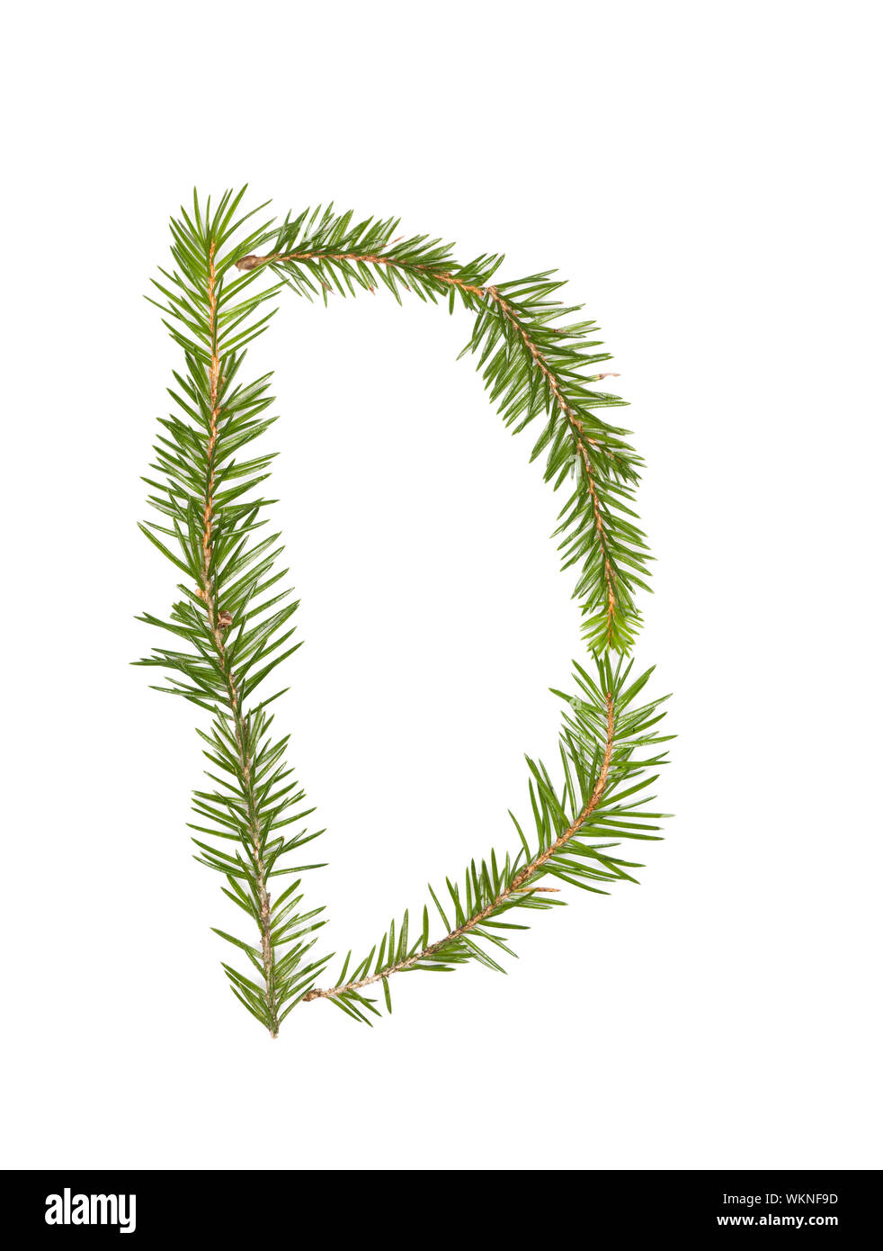 Spruce twigs forming the letter 'D' isolated on white Stock Photo - Alamy