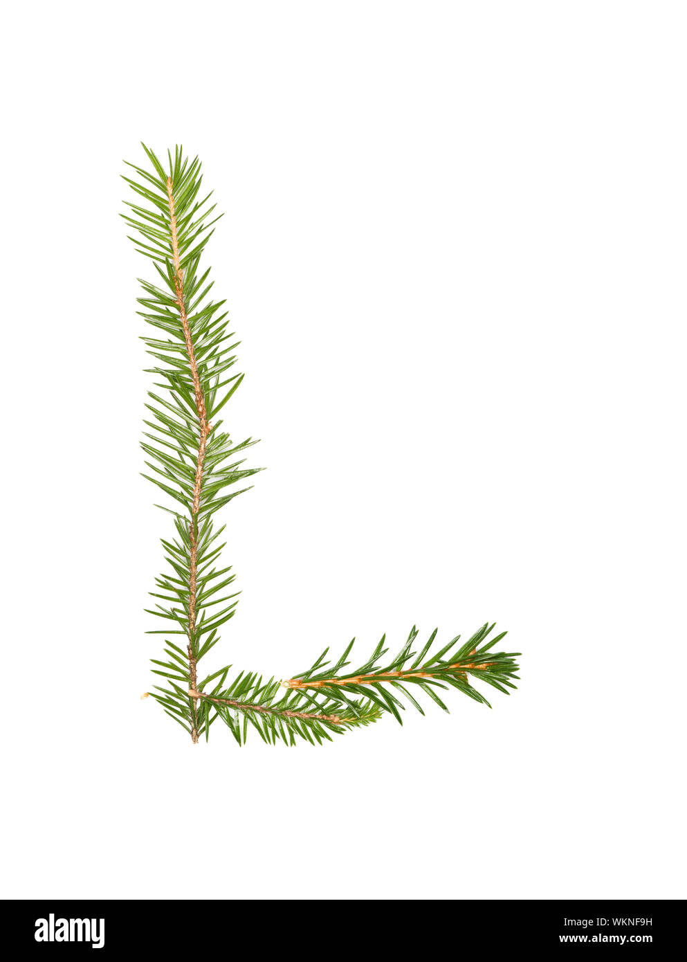 Spruce twigs forming the letter 'L' isolated on white Stock Photo - Alamy