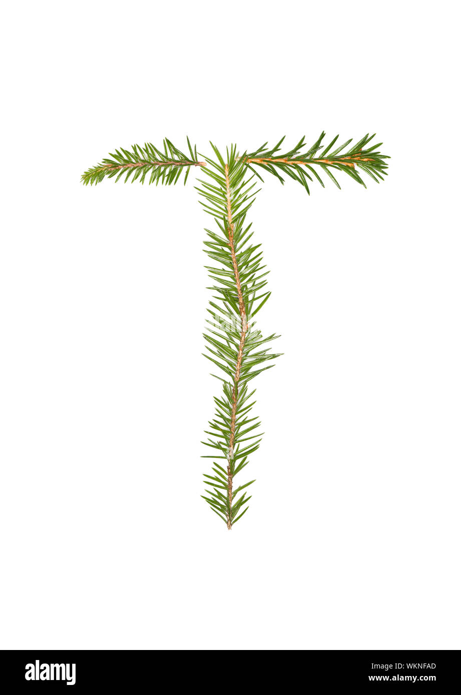 Spruce twigs forming the letter 'T' isolated on white Stock Photo - Alamy
