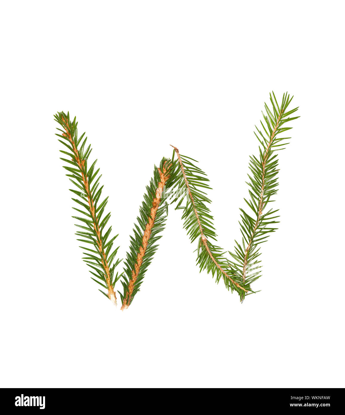 Spruce twigs forming the letter 'W' isolated on white Stock Photo - Alamy