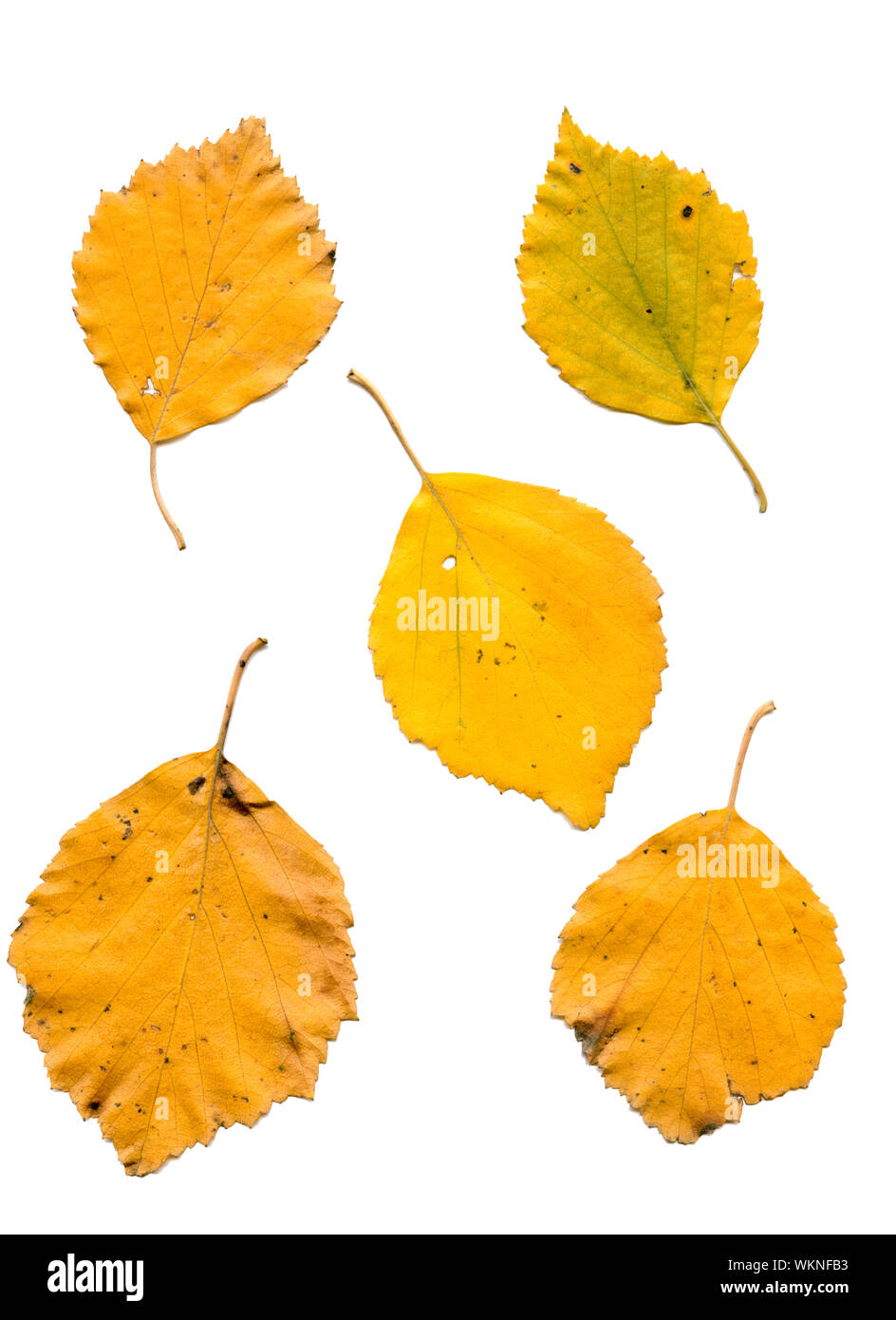 Autumn birch leaves in different stages isolated on white Stock Photo ...