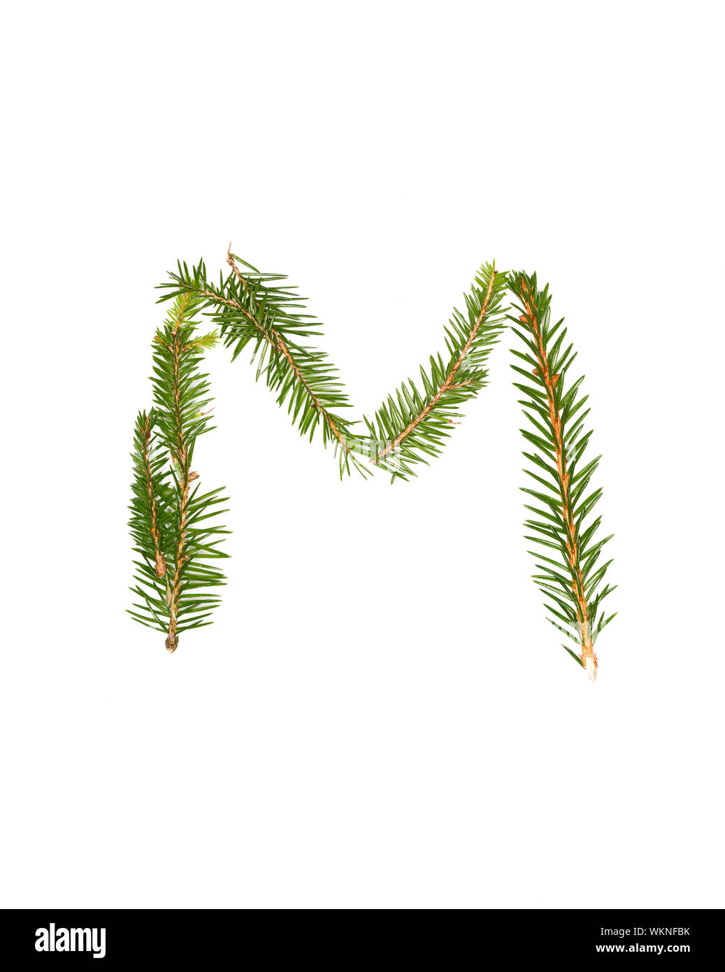 Spruce twigs forming the letter 'M' isolated on white Stock Photo - Alamy