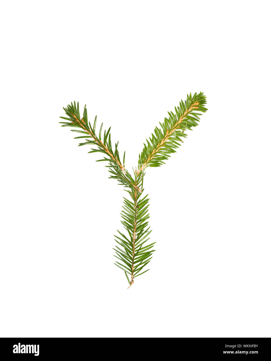 Spruce twigs forming the letter 'Y' isolated on white Stock Photo - Alamy