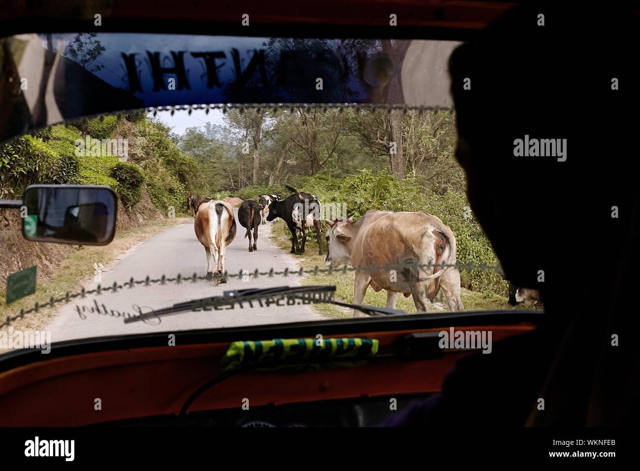 Man riding cattle hi-res stock photography and images - Alamy