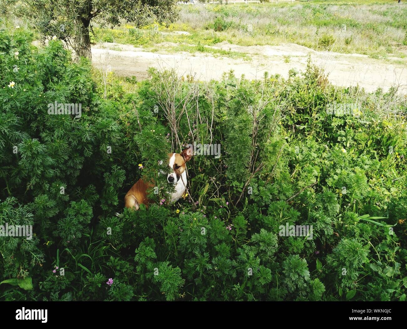 Bush with dog hi-res stock photography and images - Alamy