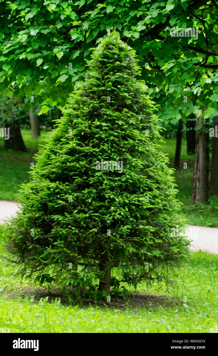 Trapezoidal Green Spruce on Tree and Grass background Outdoors Stock ...