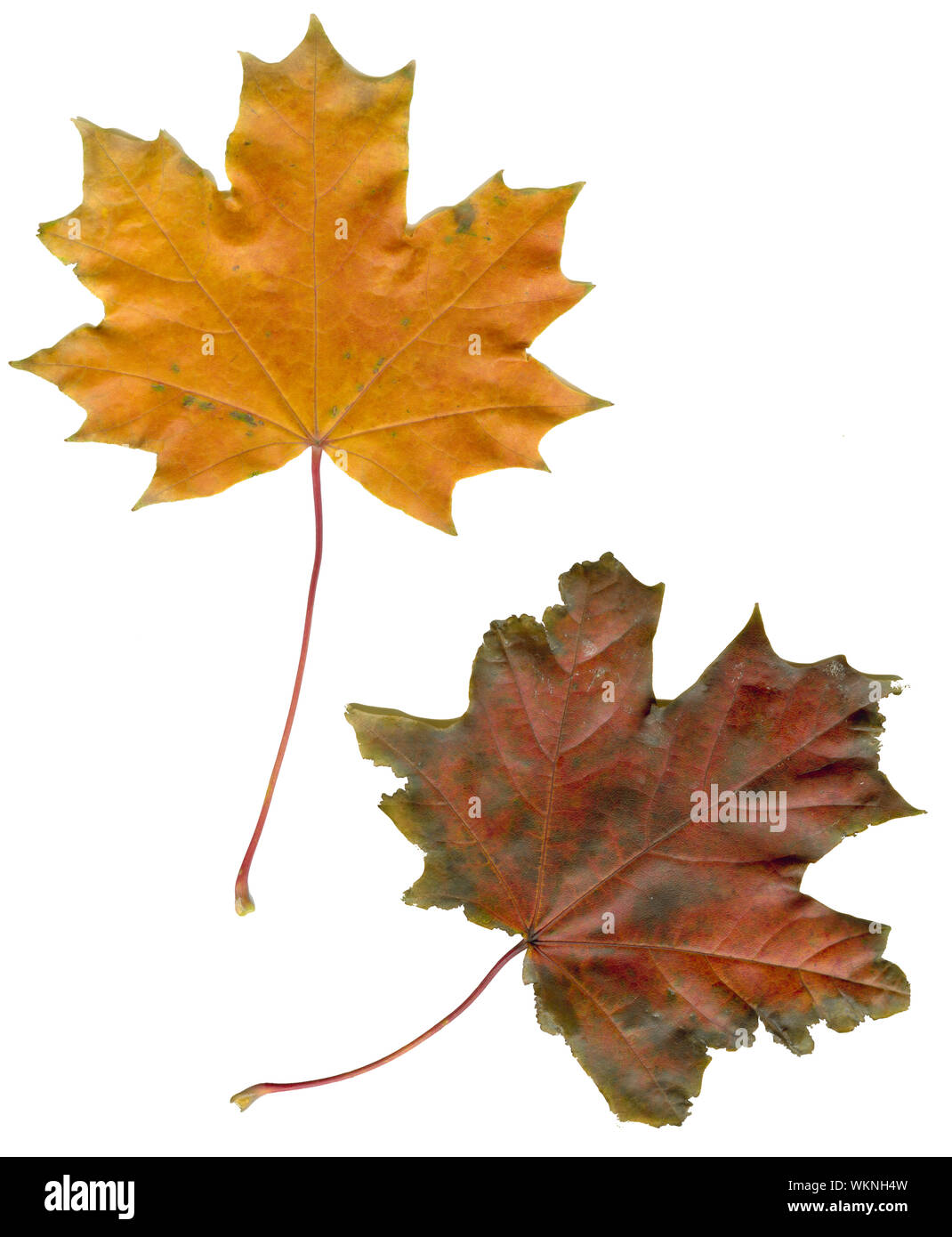 Autumn maple leaves in different stages isolated on white Stock Photo ...