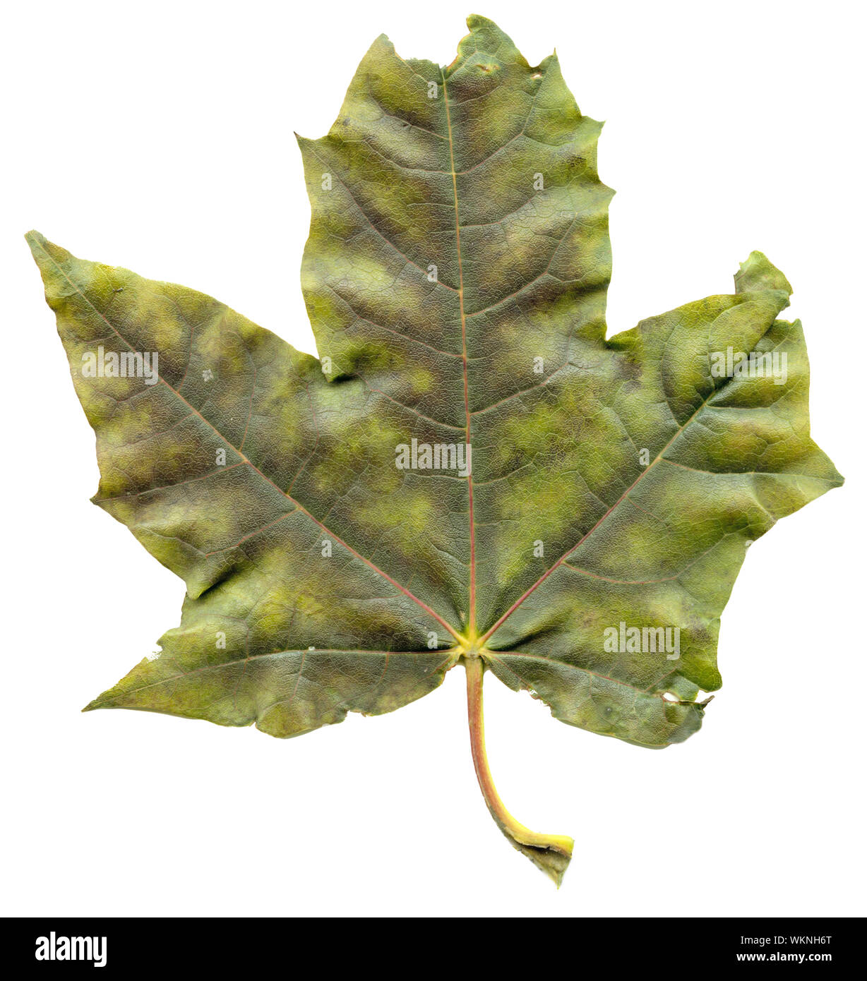 Green single maple leaf isolated on white Stock Photo - Alamy