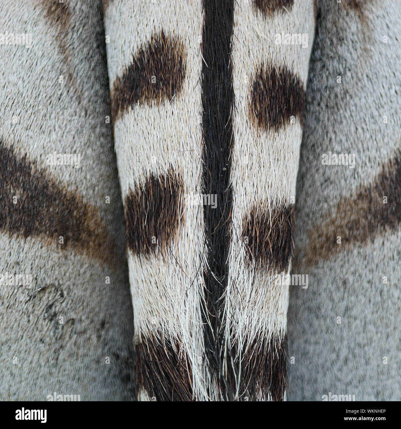 Animal skin, Common Zebra or Burchell's Zebra (Equus burchelli ...