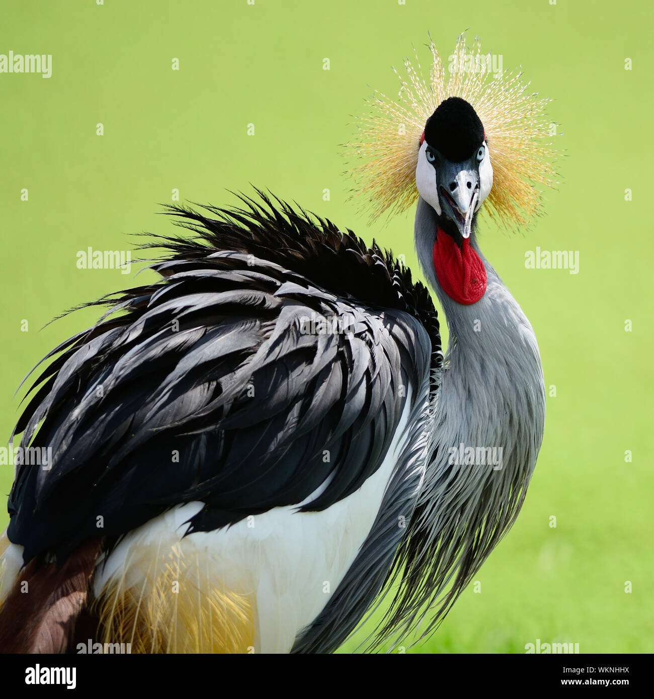 Beautiful bird, Grey Crowned Crane with blue eye and red wattle, head ...