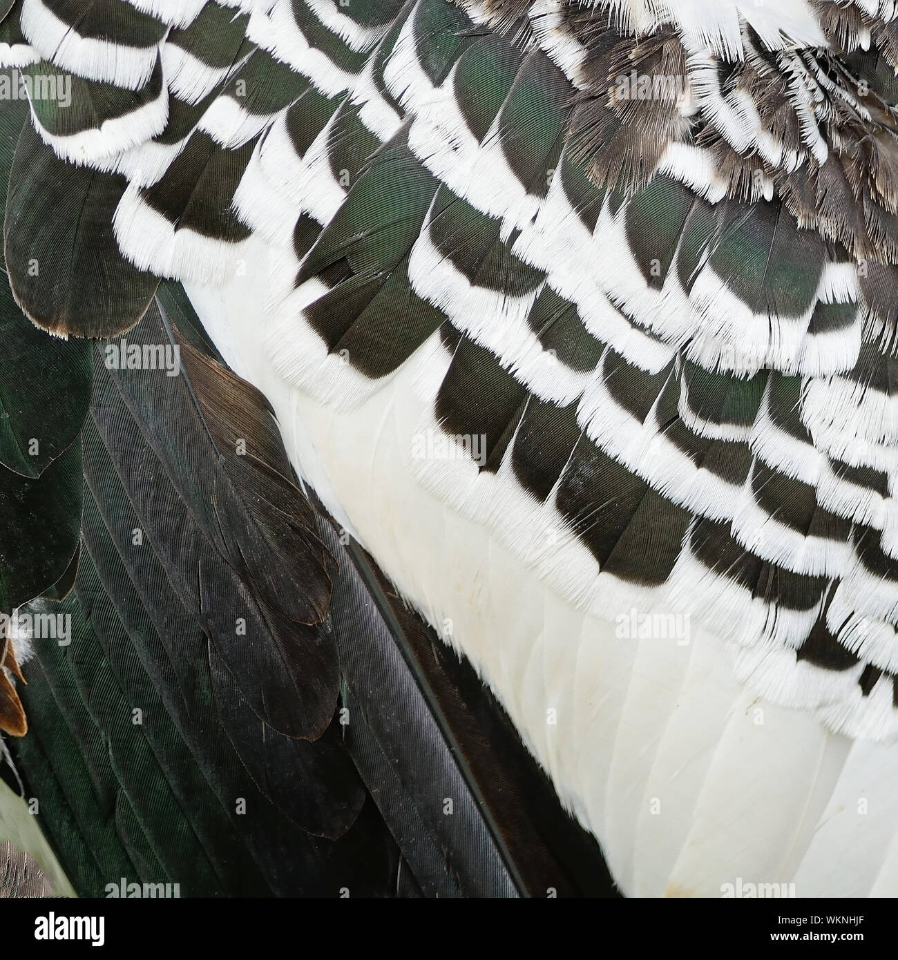 Beautiful texture feathers background, Painted Stork feathers (Mycteria ...