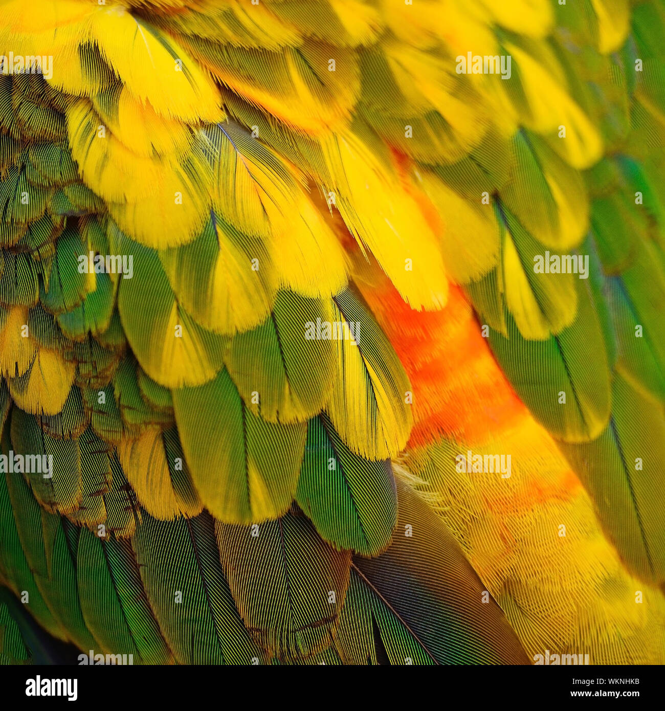Colorful yellow and orange bird feathers, Sun Conure feathers texture ...