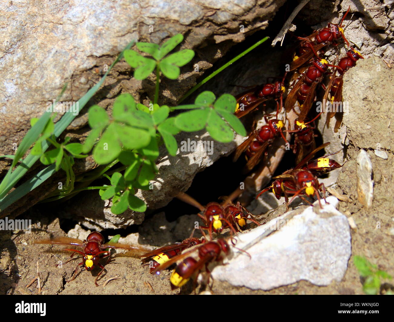 Rocks insects hi-res stock photography and images - Alamy