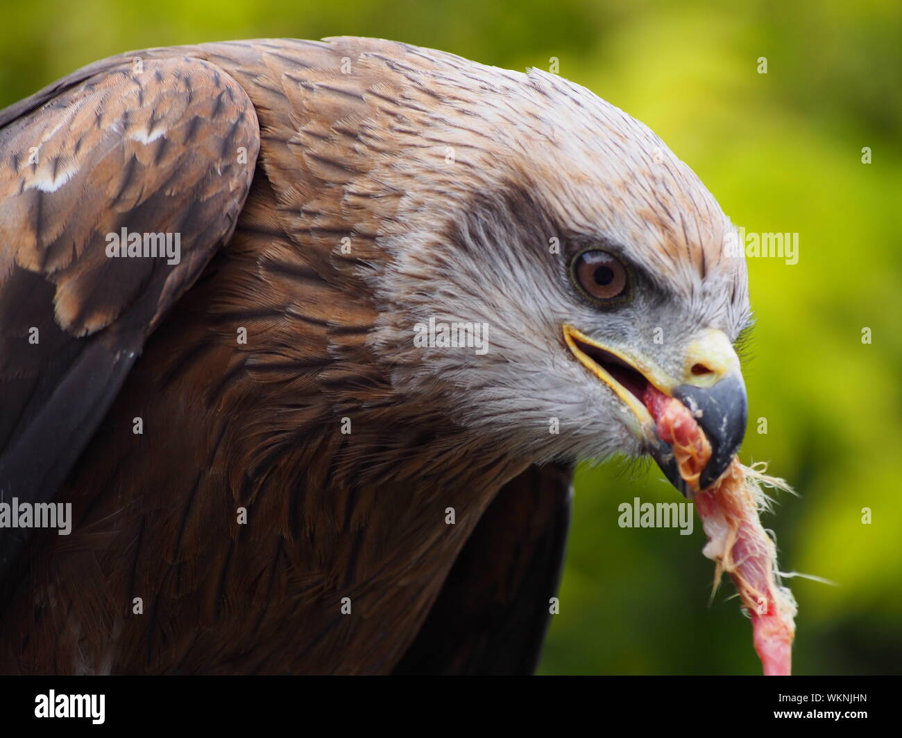 Dead Eagle High Resolution Stock Photography and Images - Alamy