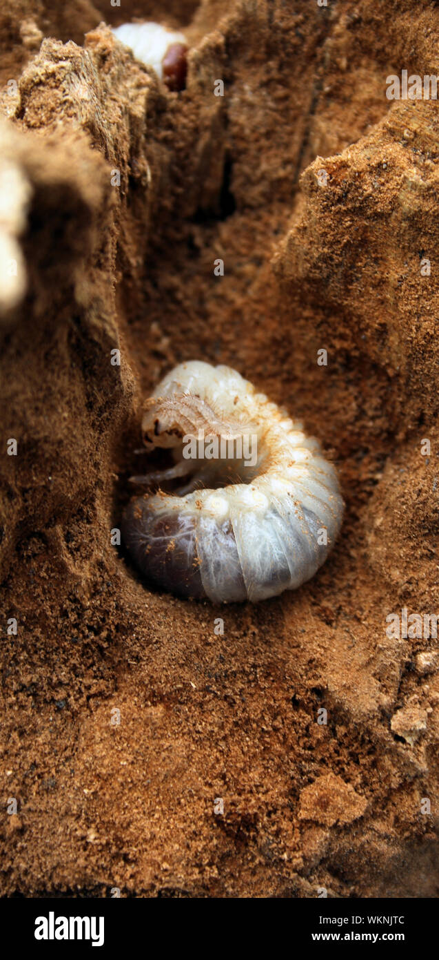 Dung bug hi-res stock photography and images - Alamy