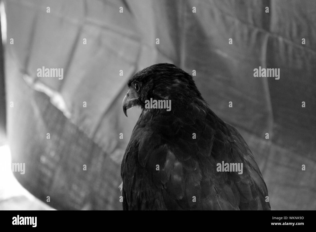 Hawk Feather Close Up High Resolution Stock Photography and Images - Alamy