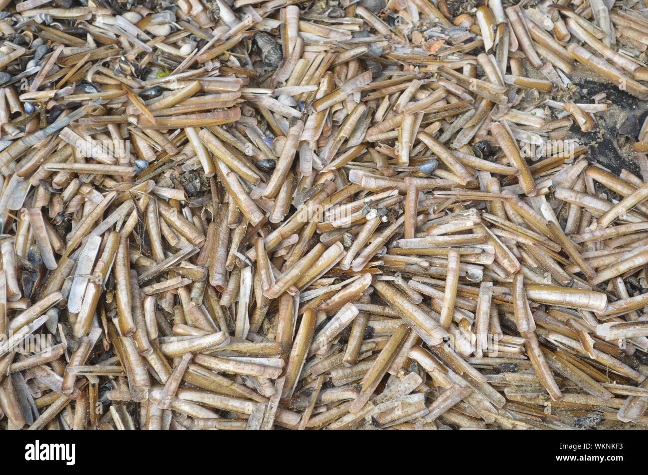 Razor clams beach hi-res stock photography and images - Alamy