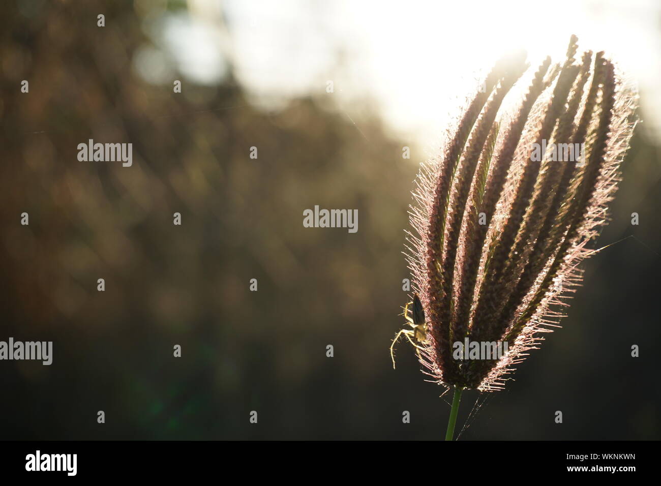 Outdoor growth growing hi-res stock photography and images - Alamy