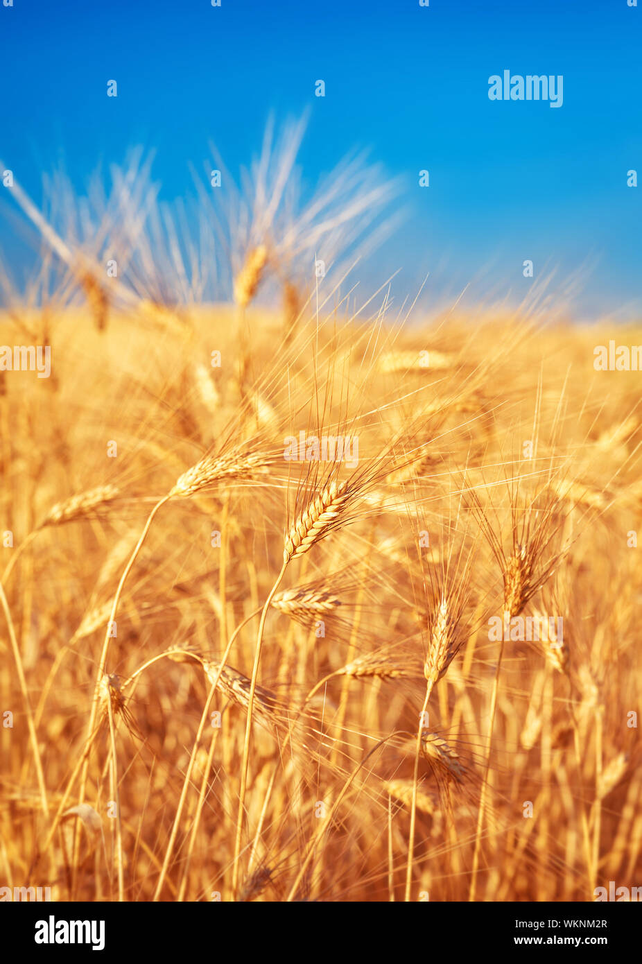 Autumnal wheat hi-res stock photography and images - Alamy