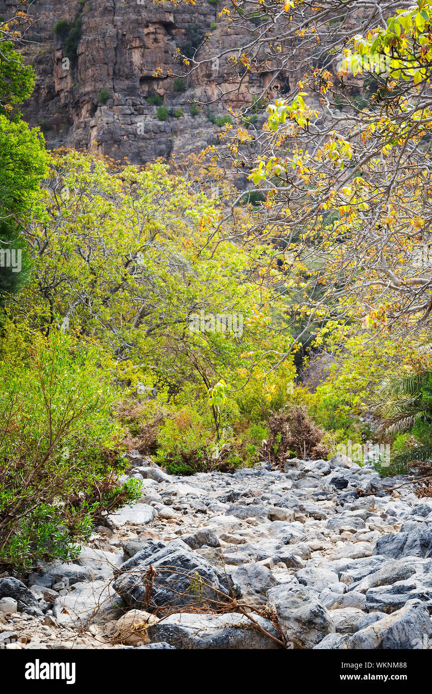 Image of riverbed Wadi Bani Habib in Oman Stock Photo - Alamy