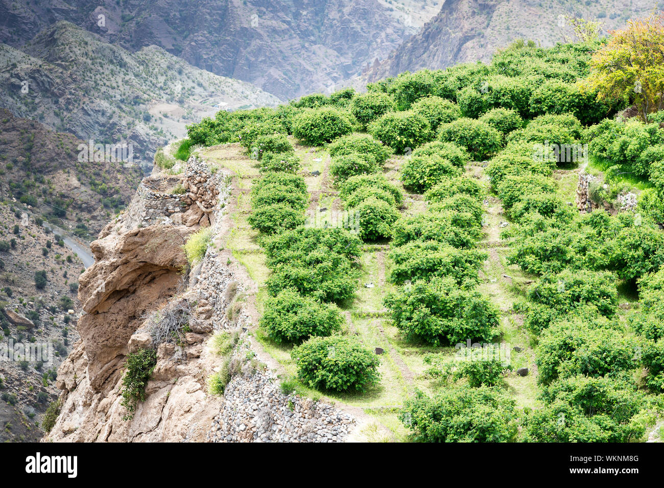 Image of landscape Saiq Plateau and agriculture terrace cultivation in ...