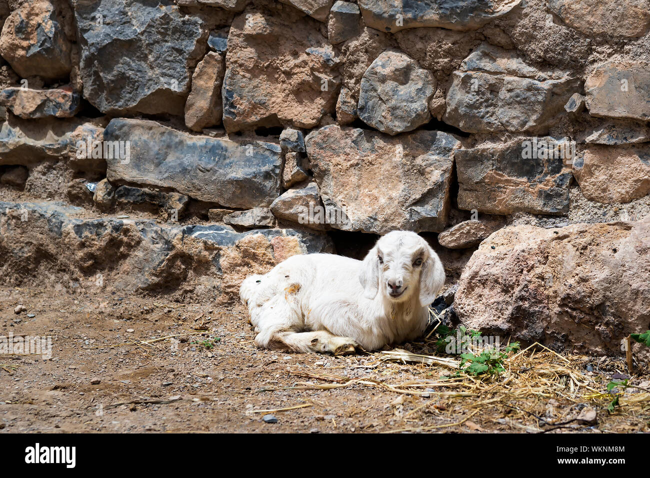 Sheep oman hi-res stock photography and images - Alamy