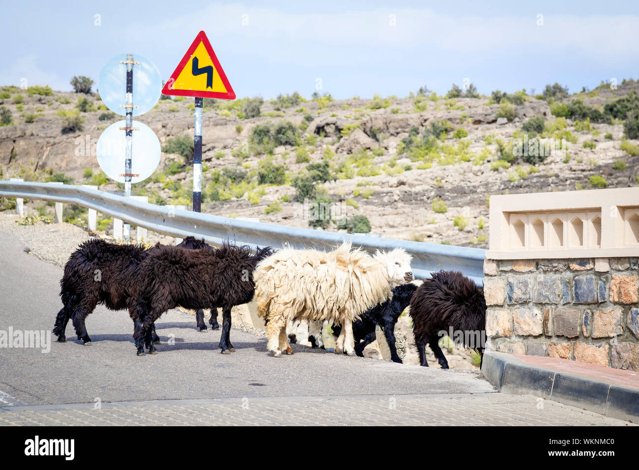 Sheep on mountain Jebel Shams in Oman Stock Photo - Alamy