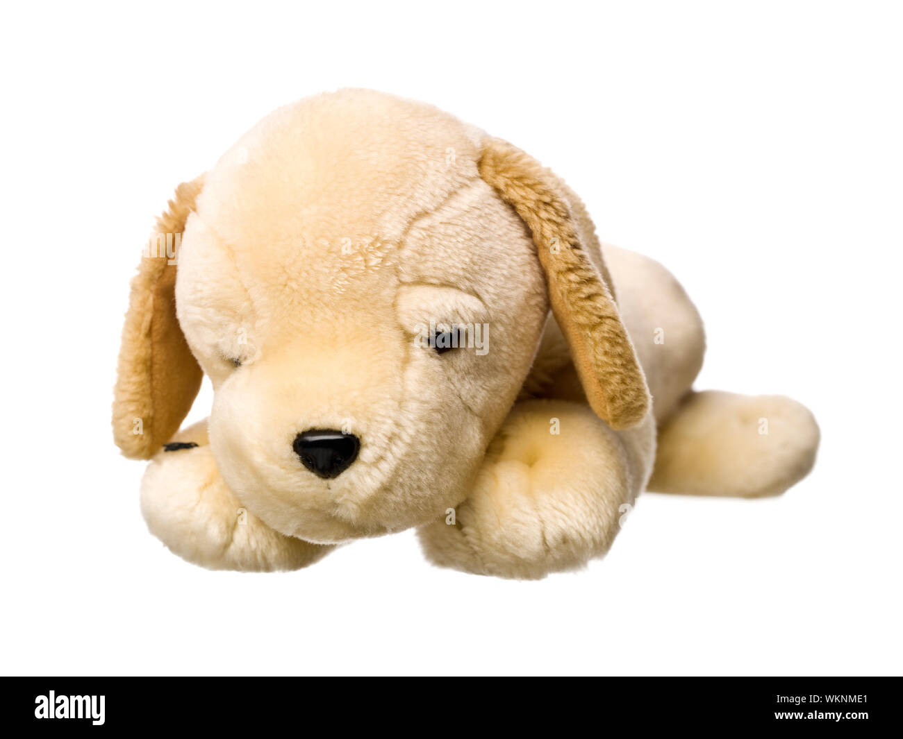 Toy Dog isolated on white background Stock Photo - Alamy