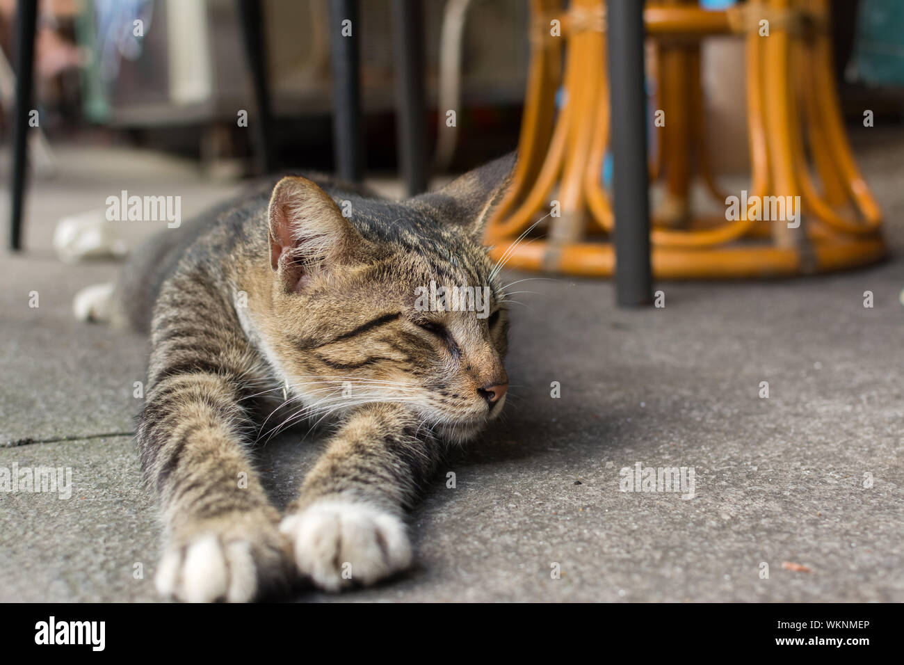 Tabby cat under table hi-res stock photography and images - Alamy