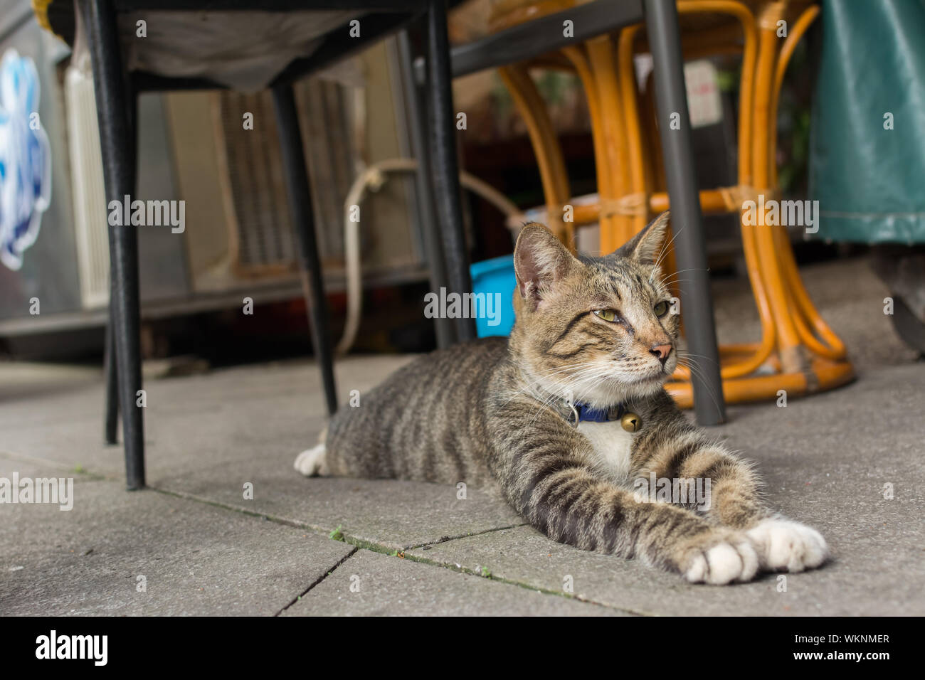 Tabby cat under table hi-res stock photography and images - Alamy