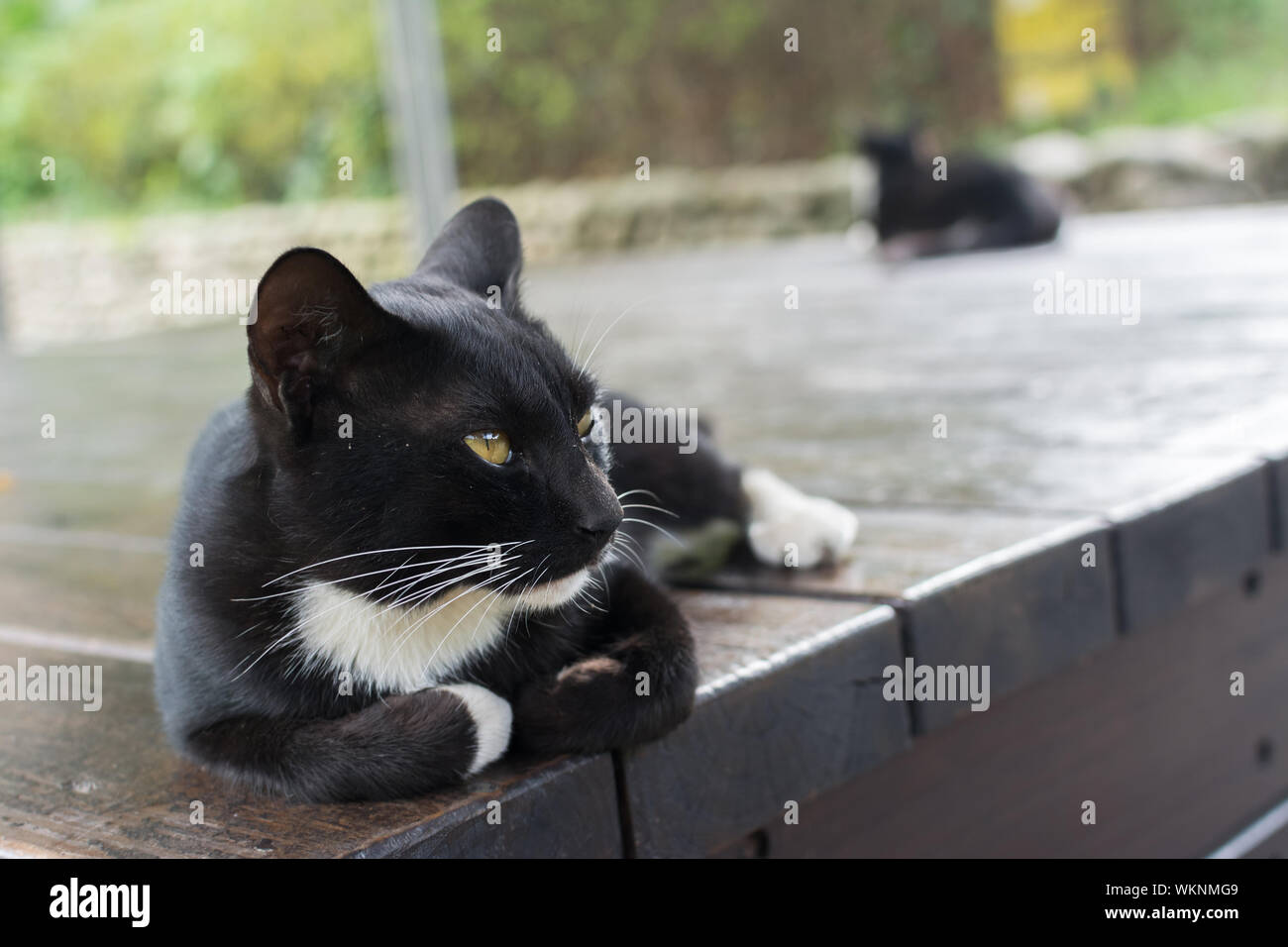Tuxedo cat lying on the chair made of wood in the cat village of ...