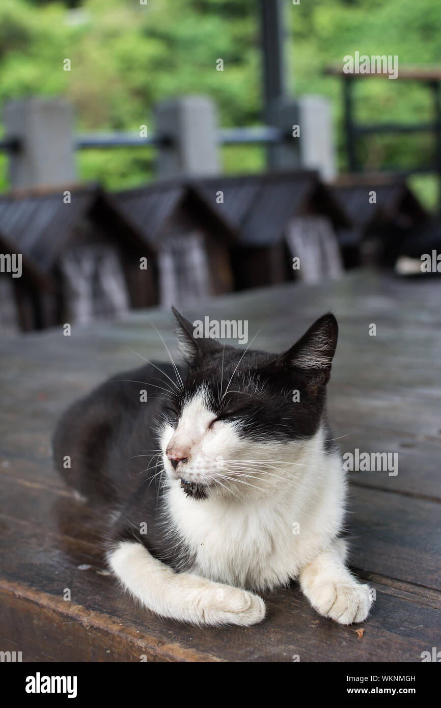 Tuxedo cat lying on the chair made of wood in the cat village of ...