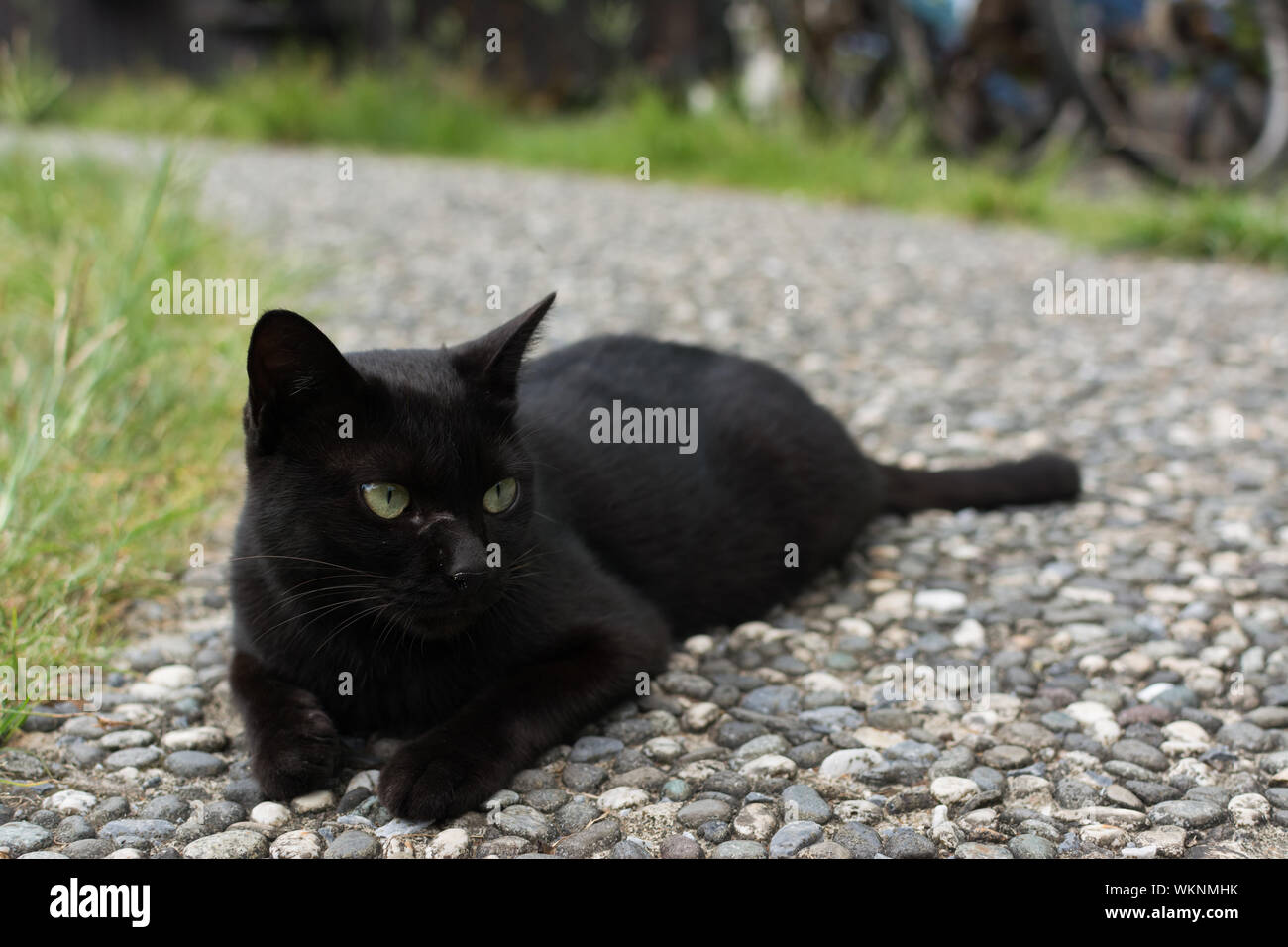 Cat squatting hi-res stock photography and images - Alamy