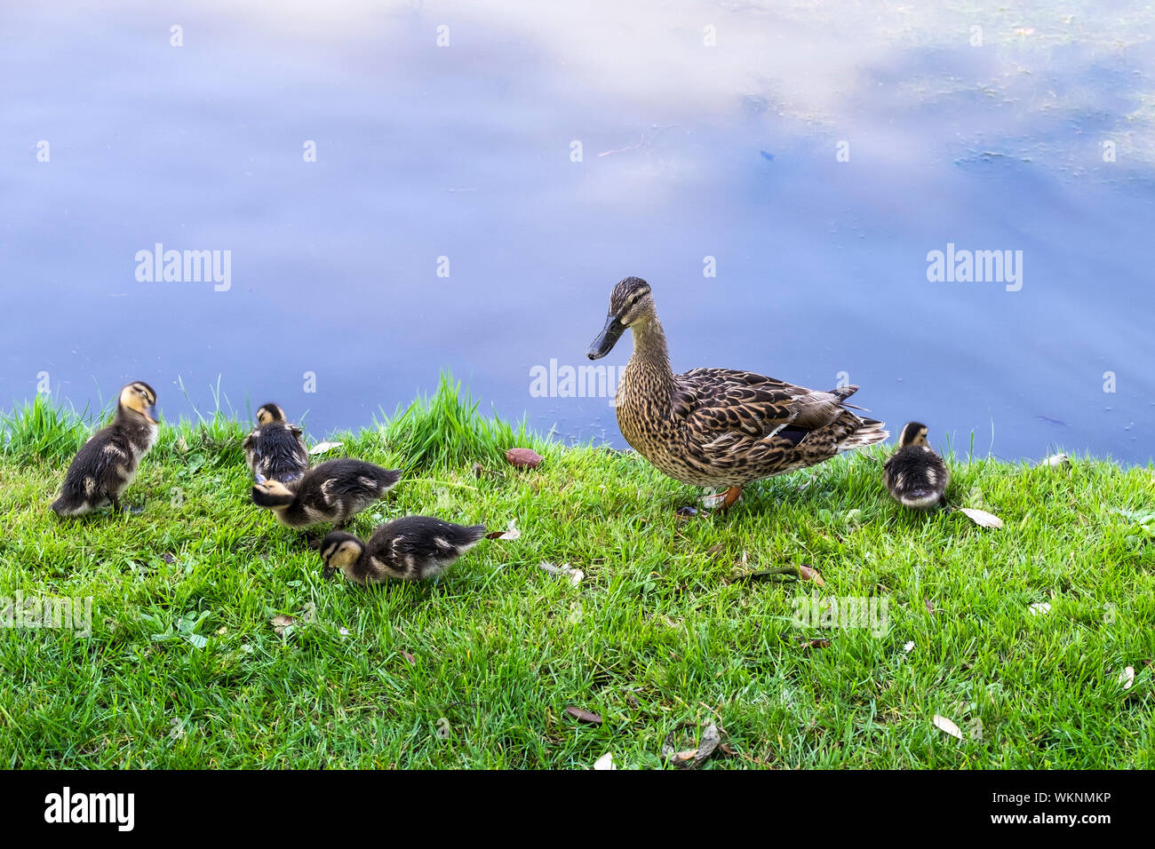 Mallard duck and her brood of ducklings hi-res stock photography and ...