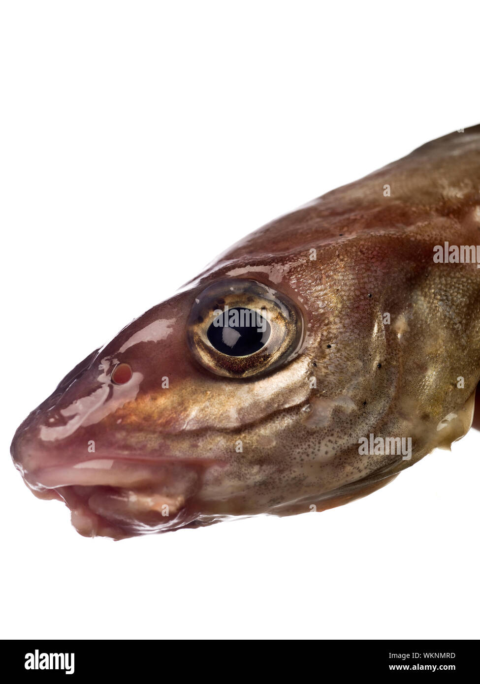 Close-up of a cods head isolated on white background Stock Photo - Alamy