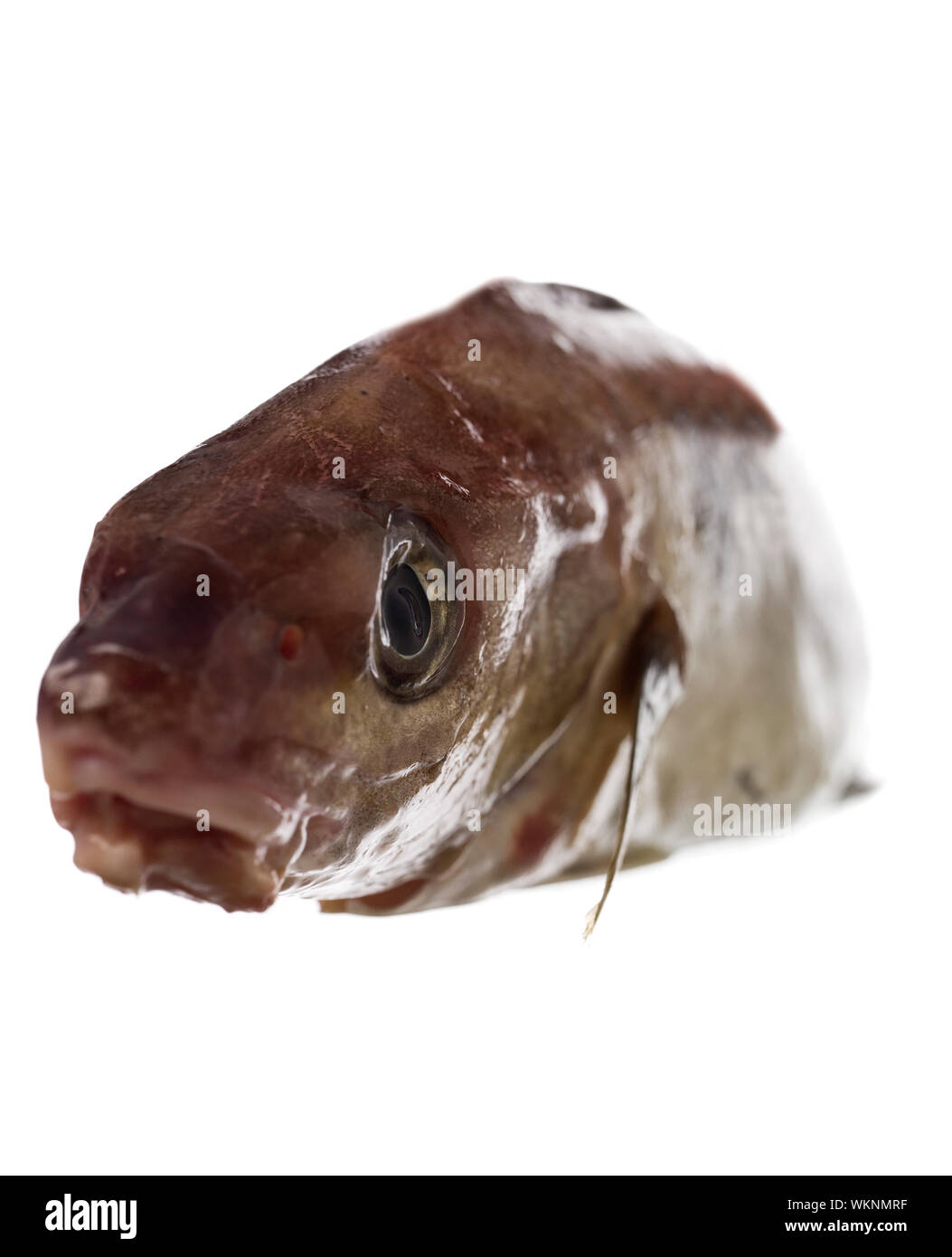 Fish cod open mouth Cut Out Stock Images & Pictures - Alamy