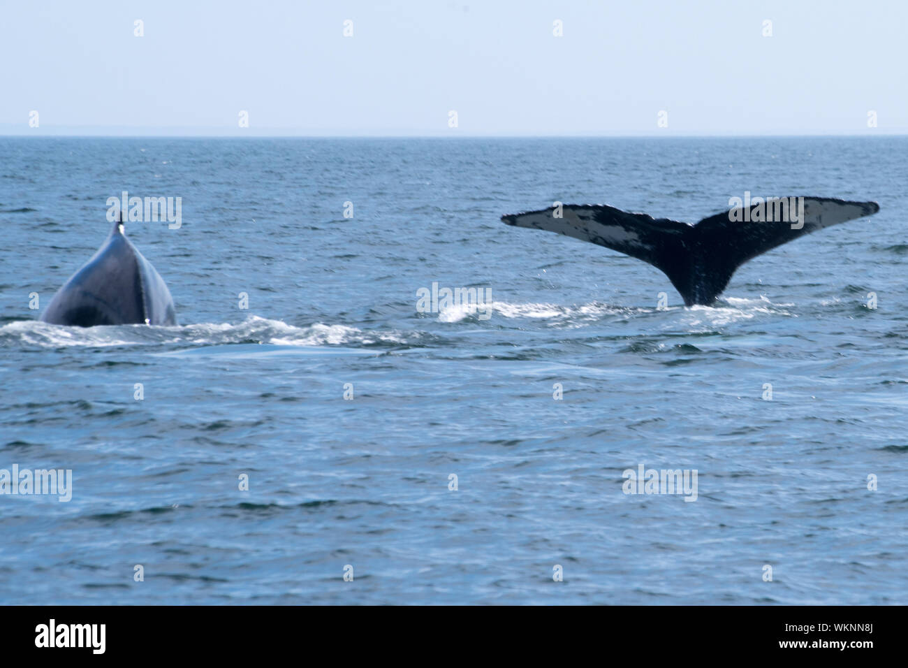 Two whales playing one with fluke up in the Bay of Fundy Stock Photo ...