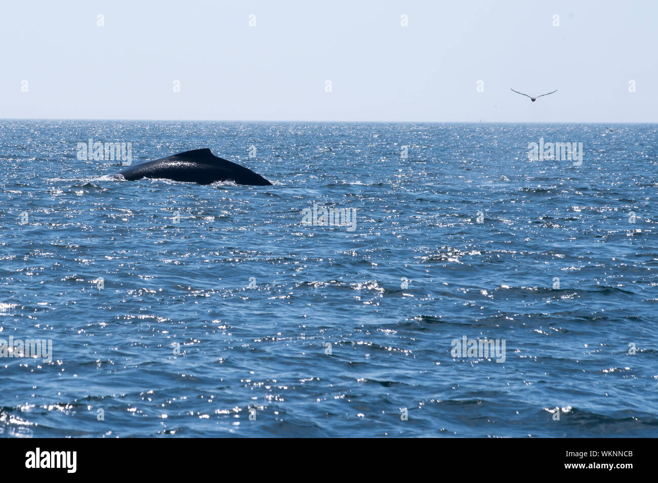 A Humpback Whale diving with bird in the Bay of Fundy Stock Photo - Alamy