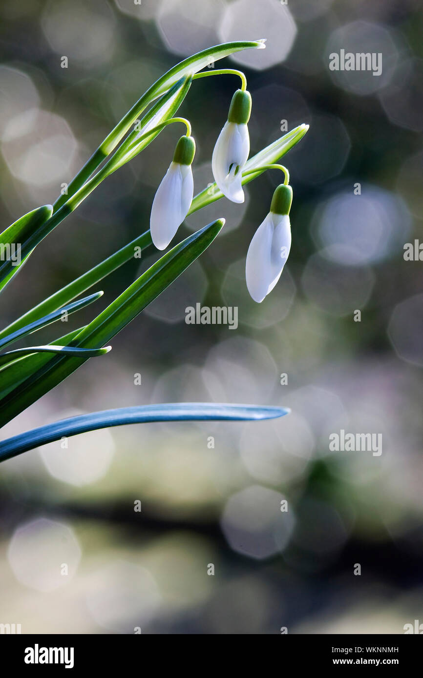 snowdrops - symbol of spring Stock Photo - Alamy